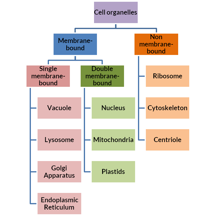 Vacuole - Definition and Examples - Biology Online Dictionary