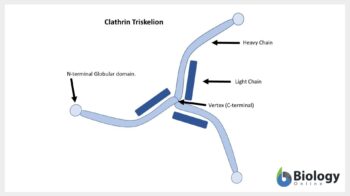 Pinocytosis - Definition and Examples - Biology Online Dictionary