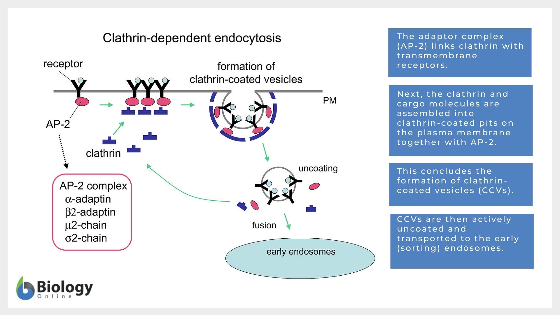 Pinocytosis - Definition and Examples - Biology Online Dictionary