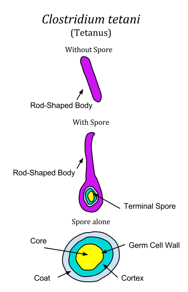 Sporadic Definition and Examples - Biology Online Dictionary