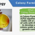 Colony-forming unit Definition and Examples - Biology Online Dictionary