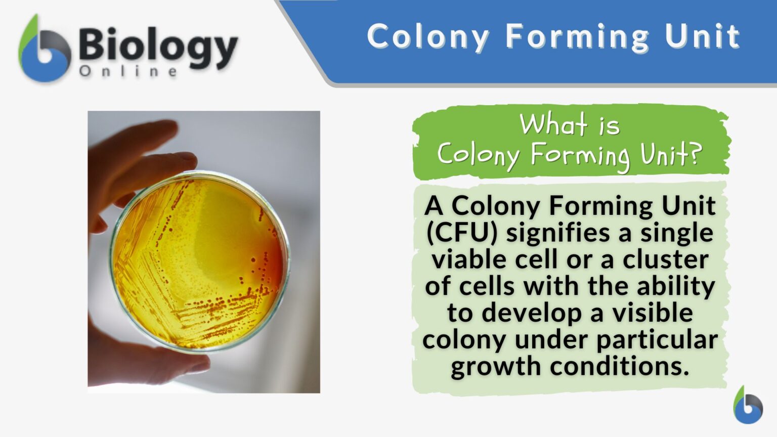 Colony-forming unit Definition and Examples - Biology Online Dictionary