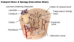 Bone matrix - Definition and Examples - Biology Online Dictionary