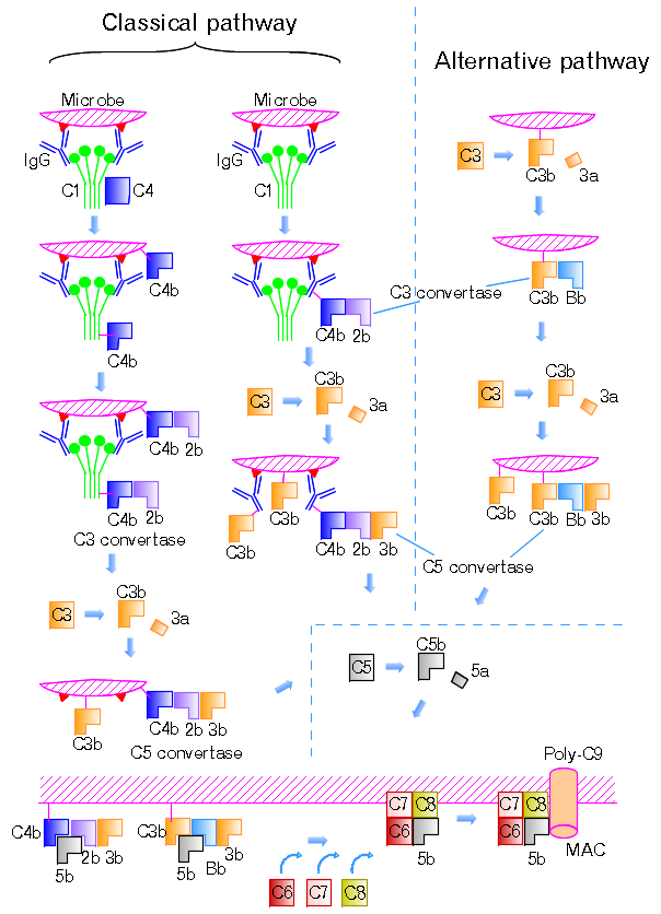 Humoral immunity - Definition and Examples - Biology Online Dictionary