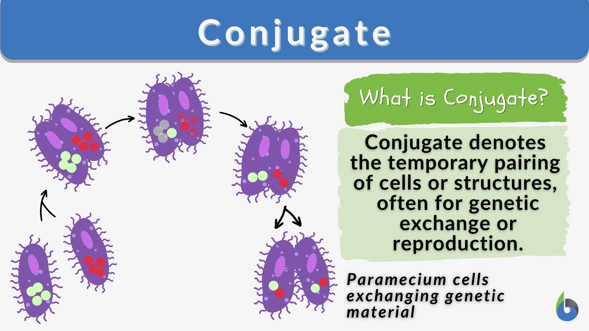 Conjugate - Definition and Examples - Biology Online Dictionary
