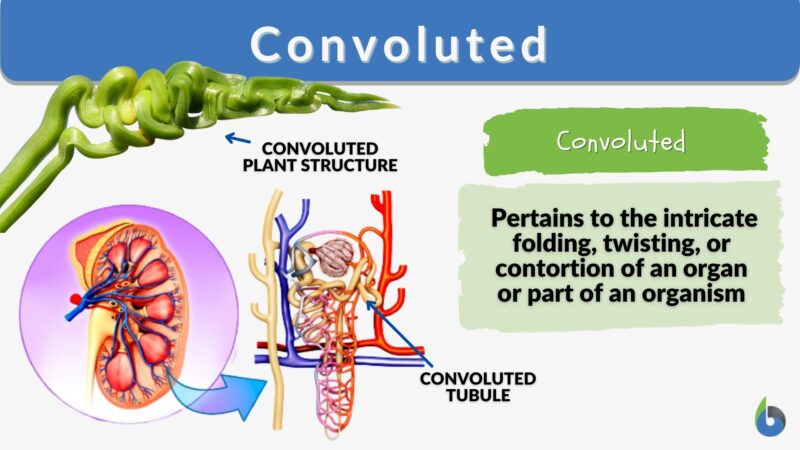 Convoluted - Definition and Examples - Biology Online Dictionary