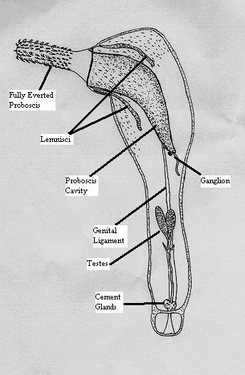Butterfly Proboscis Diagram