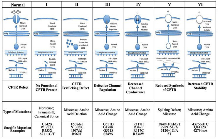 Nonsense mutation - Definition and Examples - Biology Online Dictionary