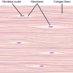 Dense regular connective tissue - Definition and Examples - Biology ...