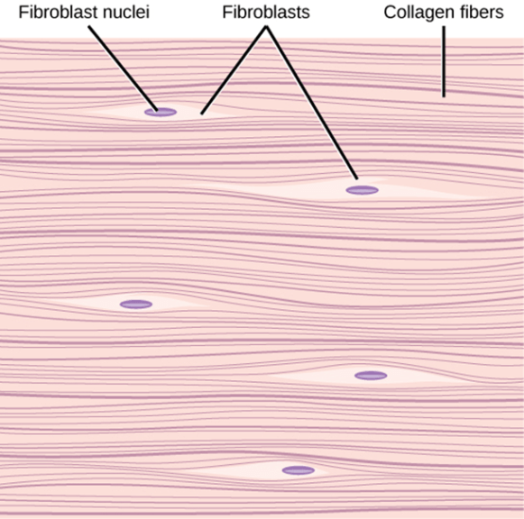 Dense Regular Connective Tissue Definition And Examples Biology