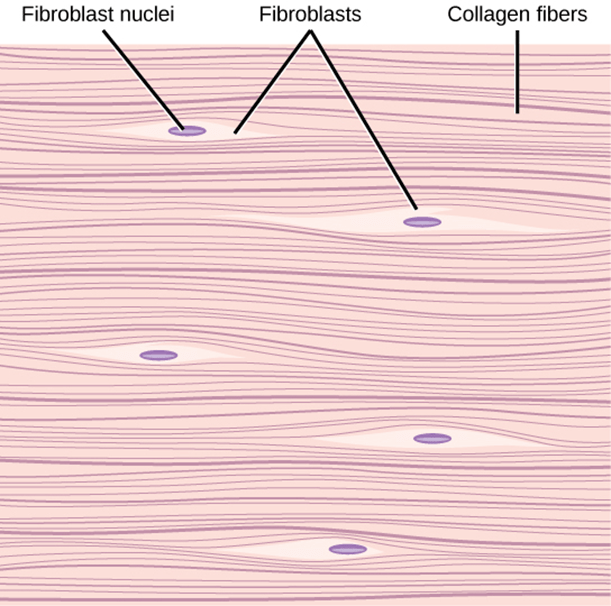 Dense Regular Connective Tissue Definition And Examples Biology
