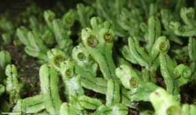 Dichotomous - Definition and Examples - Biology Online Dictionary