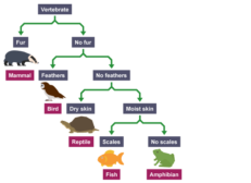 Dichotomous - Definition and Examples - Biology Online Dictionary