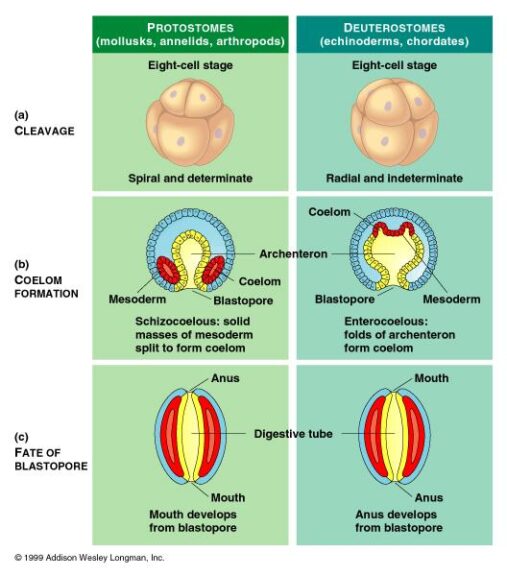 Embryology - Definition and Examples - Biology Online Dictionary
