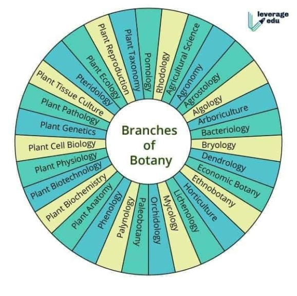 Botany - Definition and Examples - Biology Online Dictionary