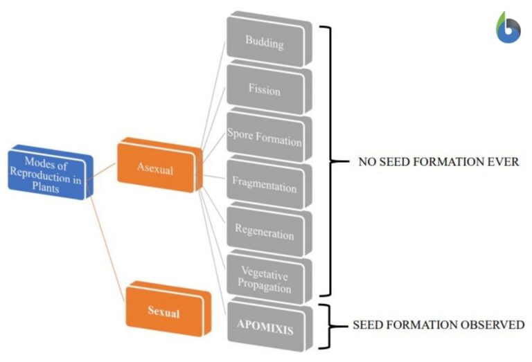 Apomixis - Definition and Examples - Biology Online Dictionary