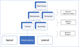 Intercalary meristem - Definition and Examples - Biology Online Dictionary