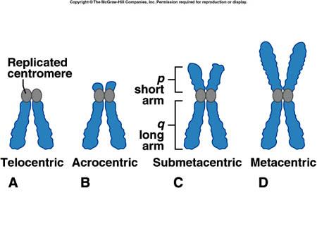 Centromere - Definition and Examples - Biology Online Dictionary