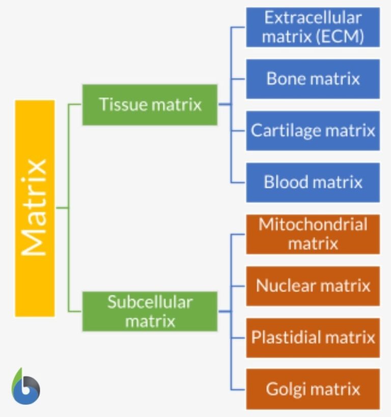 Matrix - Definition and Examples - Biology Online Dictionary