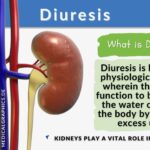 Diuresis - Definition and Examples - Biology Online Dictionary