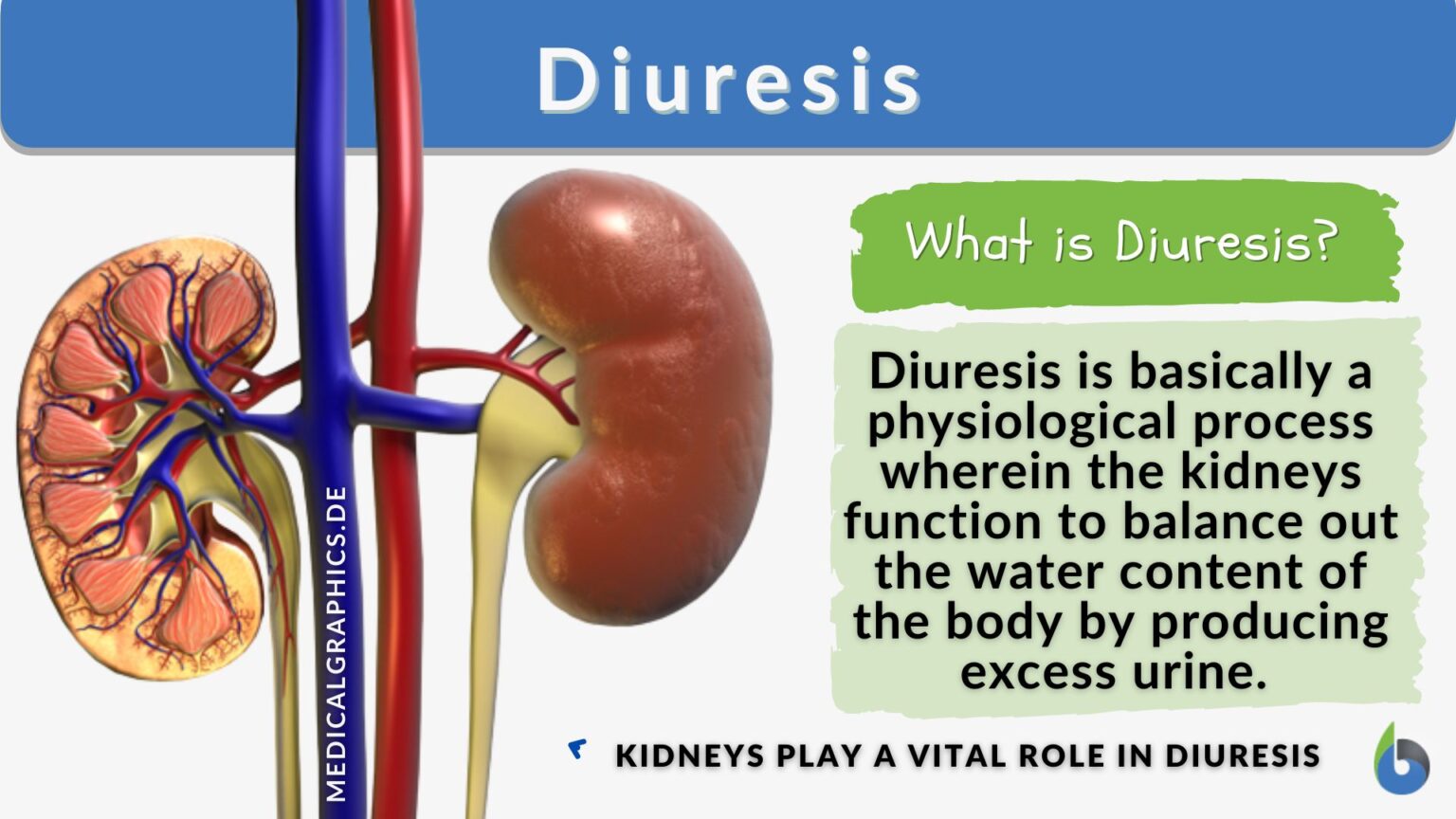Diuresis - Definition and Examples - Biology Online Dictionary