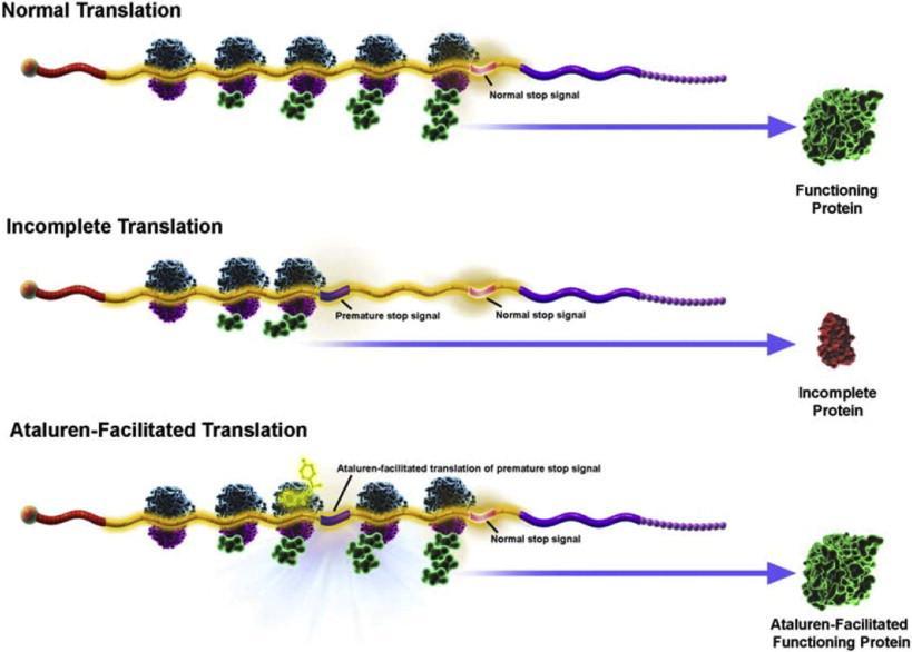 Nonsense mutation - Definition and Examples - Biology Online Dictionary