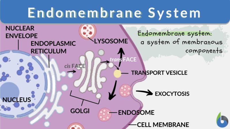Endomembrane system - Definition and Examples - Biology Online Dictionary