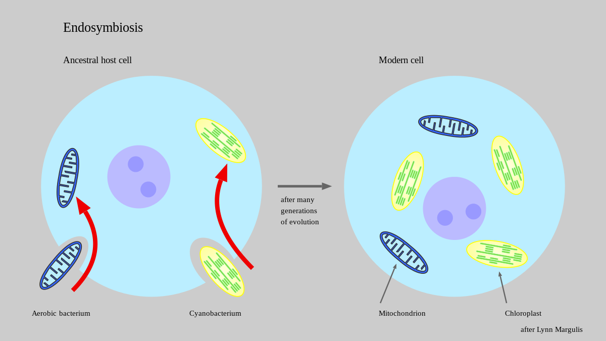 Endosymbiotic theory - Definition and Examples - Biology Online Dictionary