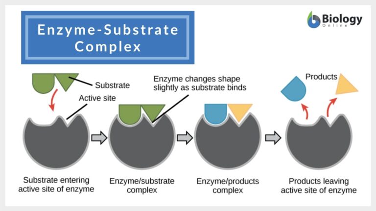 Substrate - Definition and Examples - Biology Online Dictionary