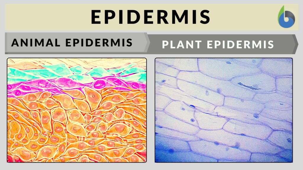 Epidermis Definition And Examples Biology Online Dictionary epidermis-definition-and-examples-biology-online-dictionary