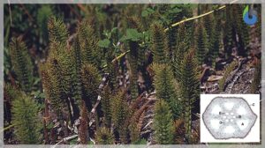 Rhizome - Definition and Examples - Biology Online Dictionary