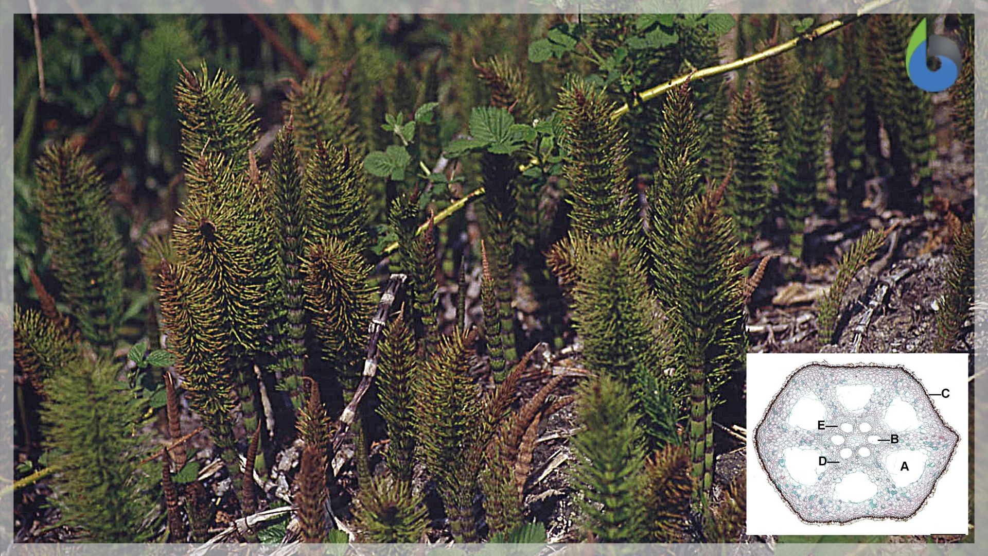 Rhizome - Definition and Examples - Biology Online Dictionary