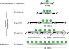 Centromere - Definition and Examples - Biology Online Dictionary
