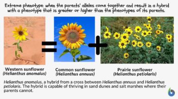 Phenotype - Definition and Examples - Biology Online Dictionary