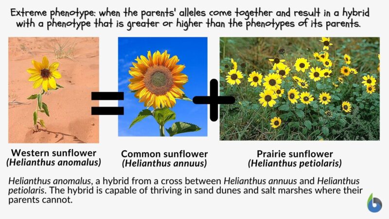 Phenotype - Definition and Examples - Biology Online Dictionary