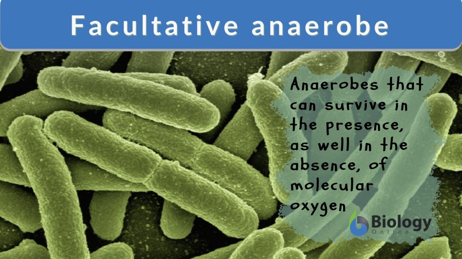 Facultative anaerobe Definition and Examples - Biology Online Dictionary