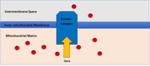 Cellular respiration - Definition and Examples - Biology Online Dictionary
