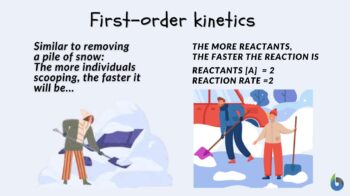First-order kinetics Definition and Examples - Biology Online Dictionary