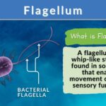 Flagellum - Definition and Examples - Biology Online Dictionary