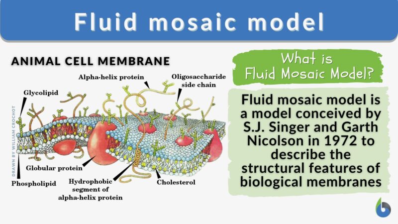 Fluid mosaic model - Definition and Examples - Biology Online Dictionary