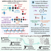 Polypeptide Definition and Examples - Biology Online Dictionary