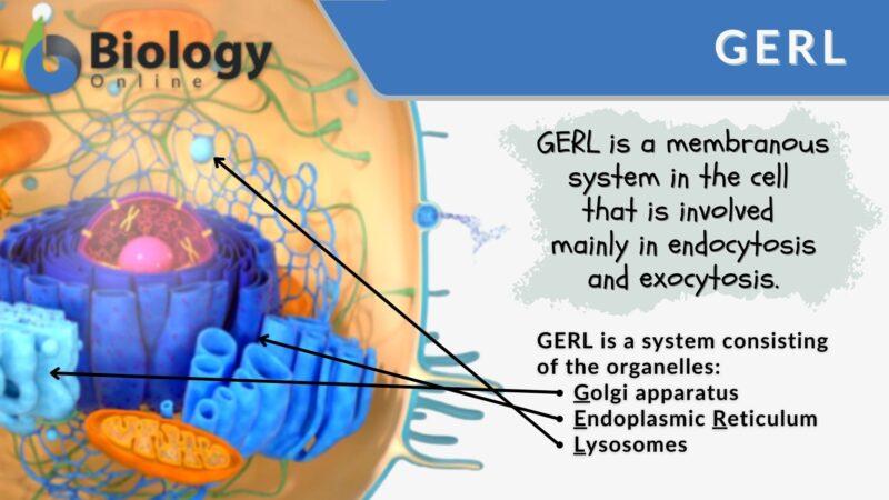 GERL - Definition and Examples - Biology Online Dictionary