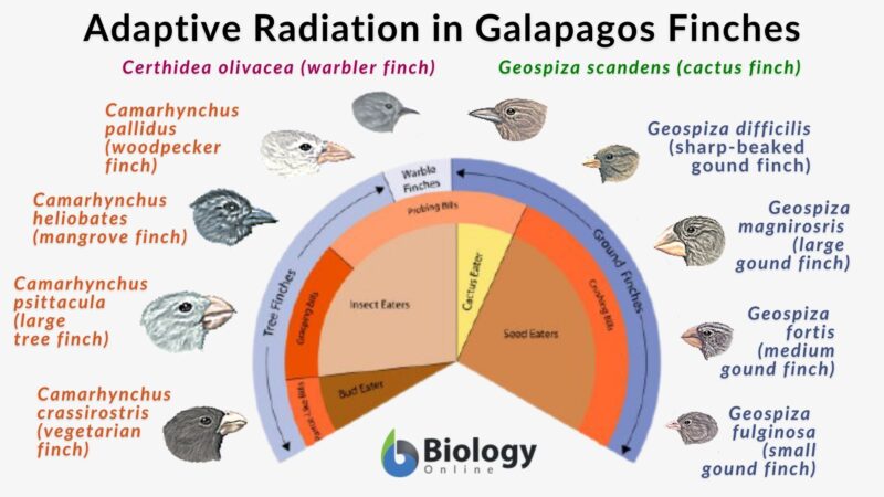 Classification system - Definition and Examples - Biology Online Dictionary