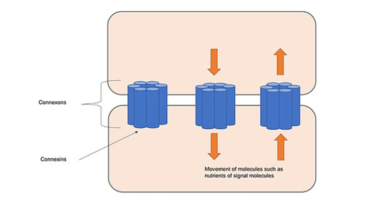 Cell adhesion Definition and Examples - Biology Online Dictionary
