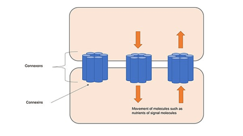 Cell adhesion Definition and Examples - Biology Online Dictionary