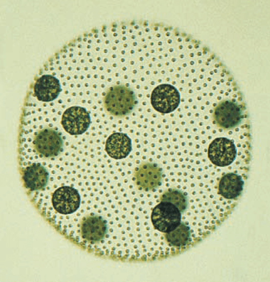 Matrix - Definition and Examples - Biology Online Dictionary