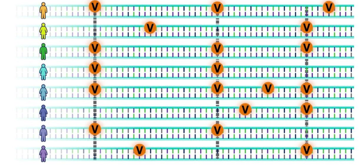 Base-pairing rule - Definition and Examples - Biology Online Dictionary