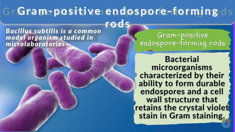 Gram-positive endospore-forming rods Definition and Examples - Biology ...