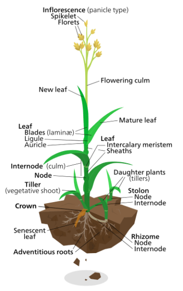 Intercalary meristem - Definition and Examples - Biology Online Dictionary