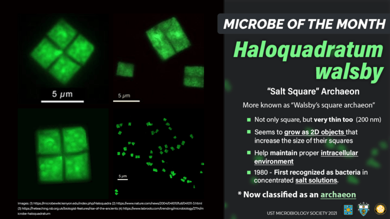 Archaea - Definition and Examples - Biology Online Dictionary